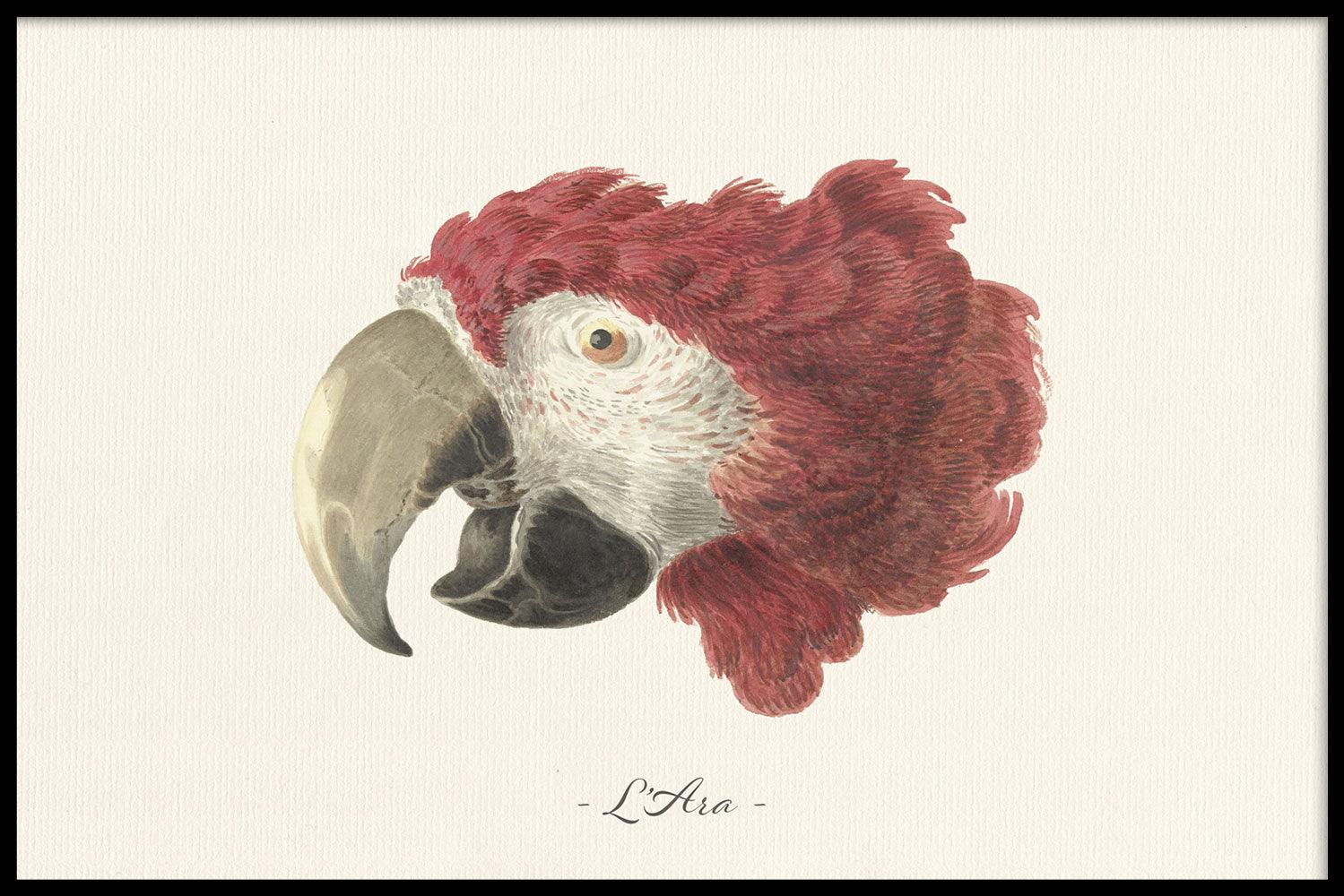 Bestel de dieren poster van L'Ara online | Walljar.com