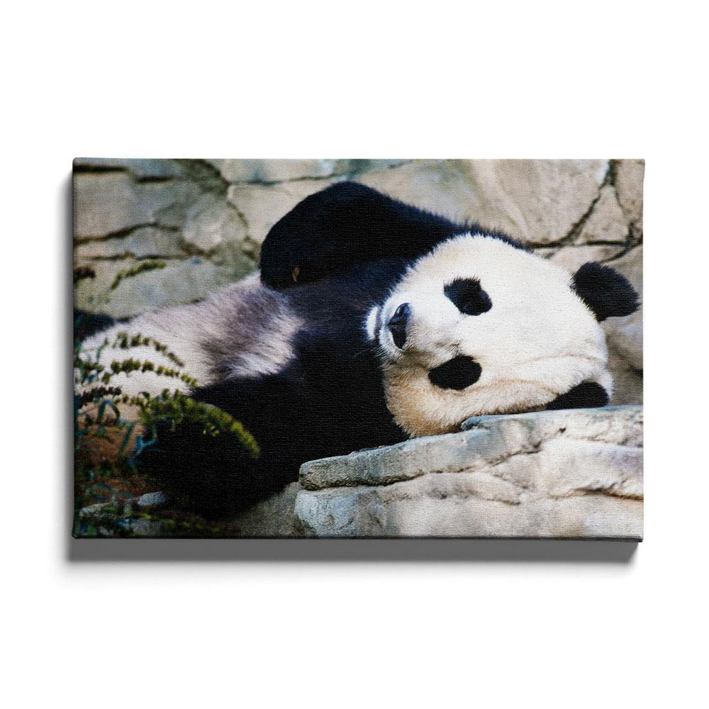 Panda Laying Down poster online bestellen | Walljar.com